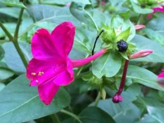 Efficacy and function of Mirabilis jalapa root - The Plant Aide