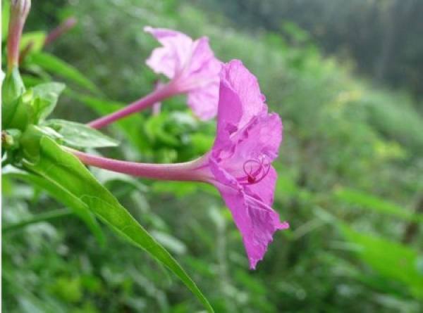 Efficacy and function of Mirabilis jalapa root - The Plant Aide