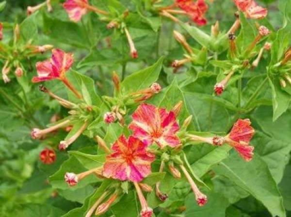 Efficacy and function of Mirabilis jalapa root - The Plant Aide