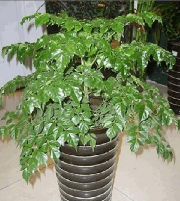 How to deal with the leaf spot of Ping'an tree - The Plant Aide