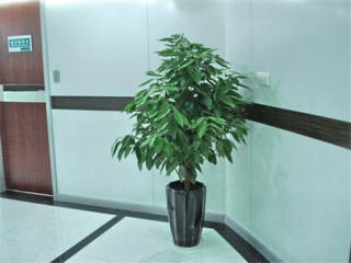 How can Ping'an trees flourish - The Plant Aide