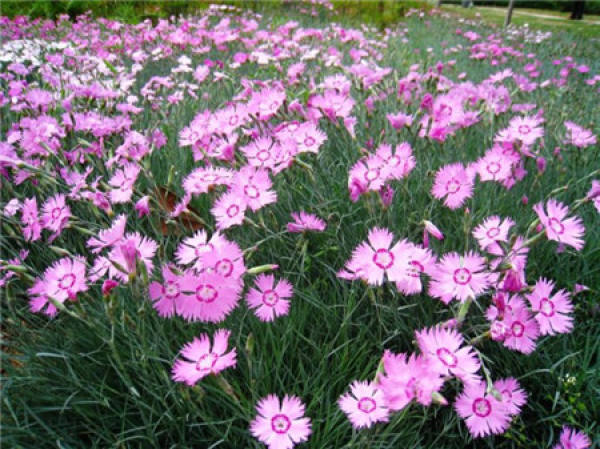 How to maintain carnation before and after flowering - The Plant Aide