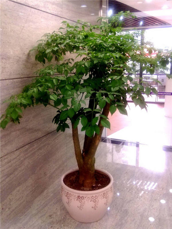 How to deal with the withered leaves of emerald tree - The Plant Aide