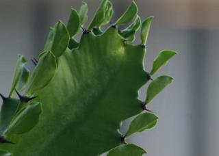 Prevention and control of plant diseases and insect pests of keel ...