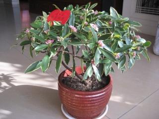 How to trim Daphne in Phnom Penh - The Plant Aide