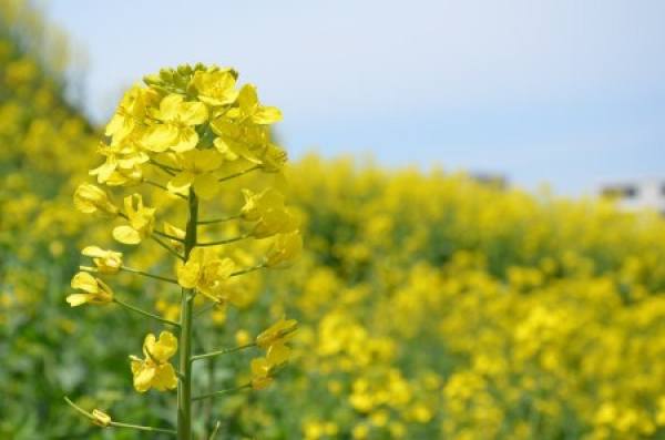 How to plant rape seeds - The Plant Aide