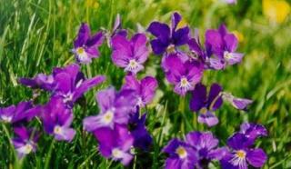 How to cut violets - The Plant Aide