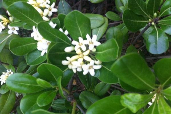 The geomancy function of Aglaia odorata - The Plant Aide