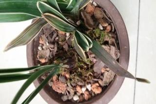 What to do with curly leaves of Mulan - The Plant Aide