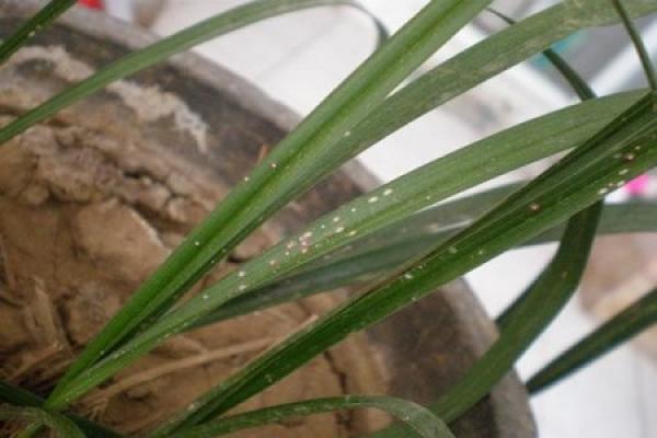 What to do with curly leaves of Mulan - The Plant Aide