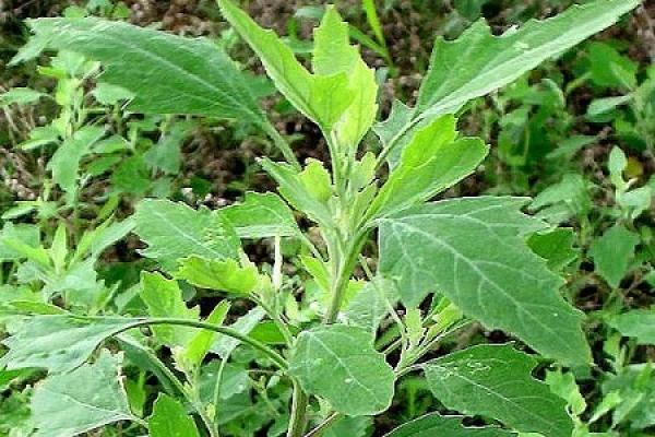 How to eat grey vegetables - The Plant Aide