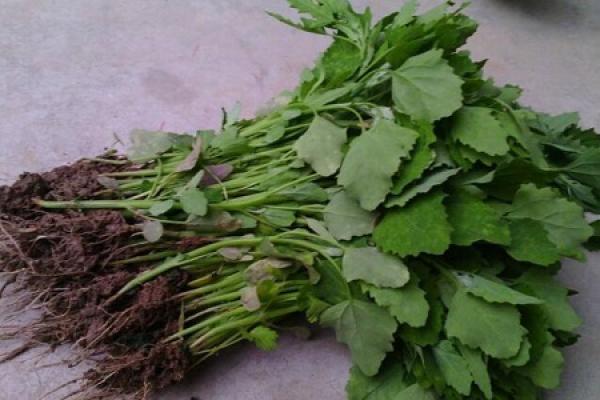 How to eat grey vegetables - The Plant Aide