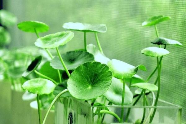 How to prune the Copperhead - The Plant Aide