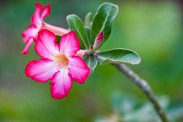 How to deal with the rotten root of Adenium obesum - The Plant Aide