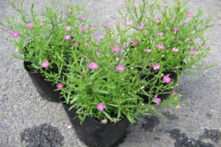How to plant Gypsy stars - The Plant Aide