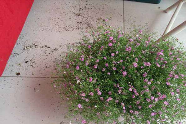 How to plant Gypsy stars - The Plant Aide