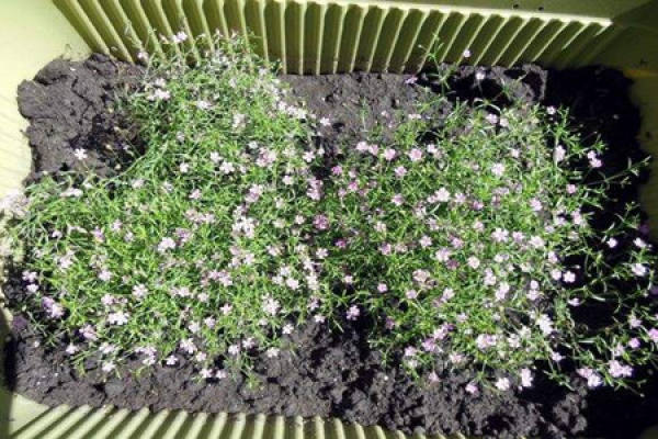 How to plant Gypsy stars - The Plant Aide