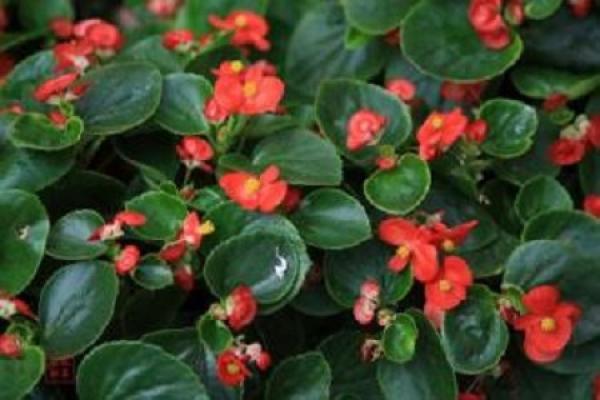 How to deal with the root rot of Begonia in four seasons - The Plant Aide