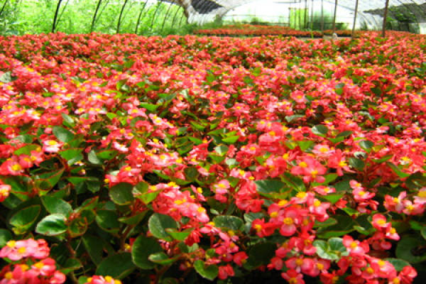 How to deal with the root rot of Begonia in four seasons - The Plant Aide