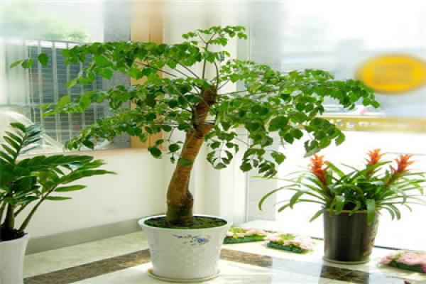 How to deal with the rotten root of emerald tree - The Plant Aide