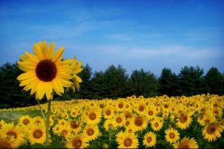 Are sunflowers poisonous - The Plant Aide