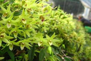 Effect and function of Dendrobium candidum - The Plant Aide
