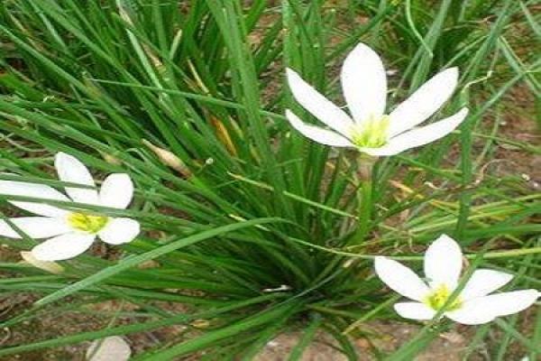 What to do with Scallion leaves turning yellow - The Plant Aide