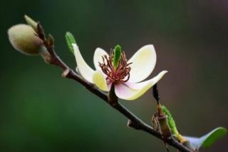 Effect and function of Michelia flower - The Plant Aide