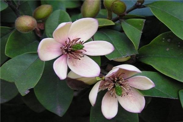 Effect and function of Michelia flower - The Plant Aide