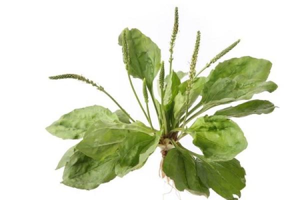 Effect and function of plantain - The Plant Aide