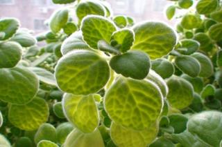 How to eat joss sticks - The Plant Aide