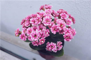 What to do with rotten root of longevity flower - The Plant Aide