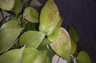 How to deal with the split leaves of the pothos - The Plant Aide
