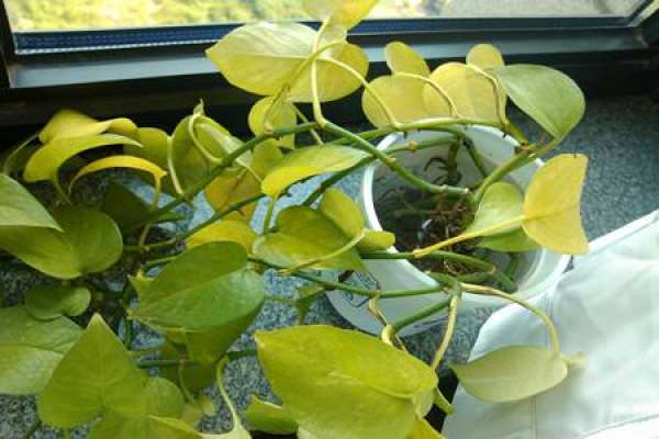 How to deal with the split leaves of the pothos - The Plant Aide