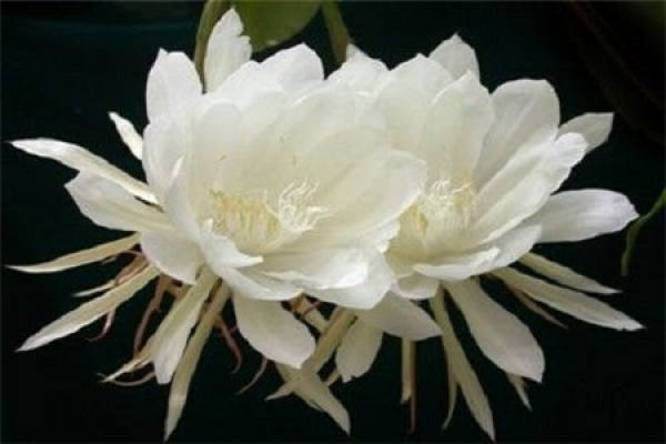 The world's ten most sad flowers - The Plant Aide