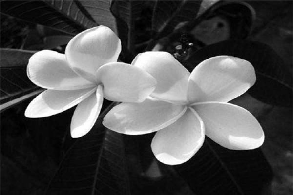 The world's ten most sad flowers - The Plant Aide