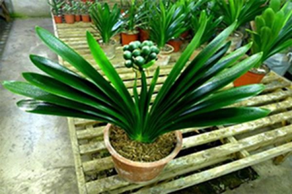 How to cultivate the root of Clivia - The Plant Aide