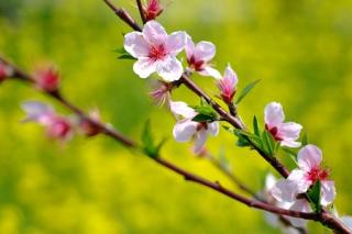 Is peach blossom poisonous - The Plant Aide