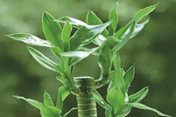 What to do with the rotten leaves of rich and precious bamboo - The ...