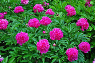How to deal with rotten root of peony - The Plant Aide