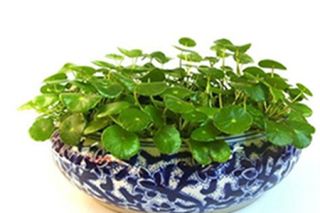 How to eat Copperhead - The Plant Aide