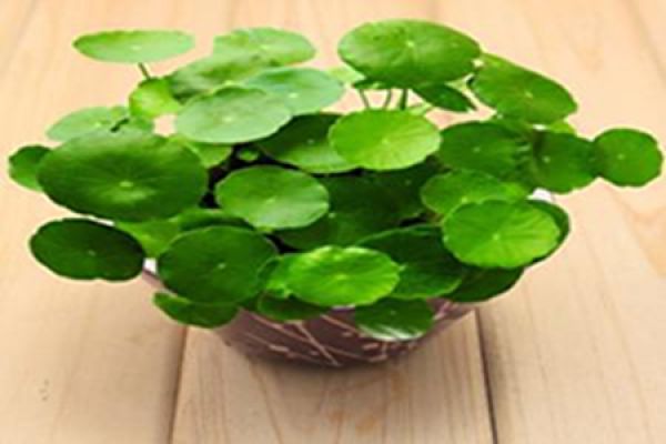 How to eat Copperhead - The Plant Aide