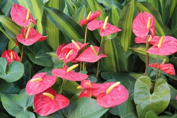 What to do if red palm doesn't blossom - The Plant Aide