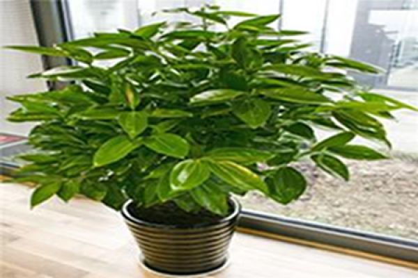What to do if the Ping An tree grows too high - The Plant Aide