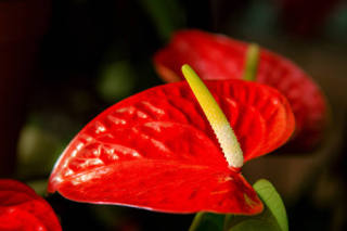 What is the meaning of red palm - The Plant Aide