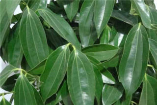How to revive the Ping An tree after being frozen - The Plant Aide