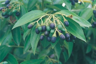 What to do if the leaves of Ping An tree fall off at the touch - The ...