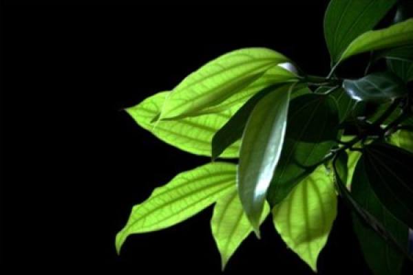 What to do if the leaves of Ping An tree fall off at the touch - The ...