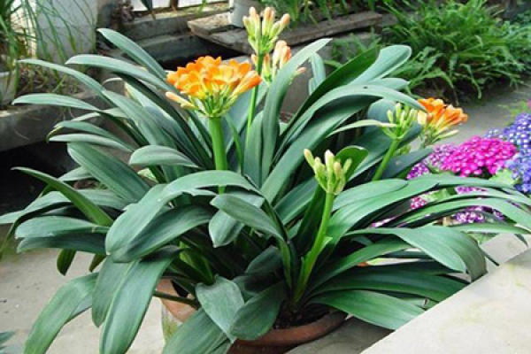 How to turn cultivation of Clivia in soil culture to Hydroponics - The ...