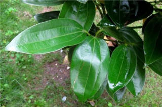 How to breed Ping'an tree - The Plant Aide